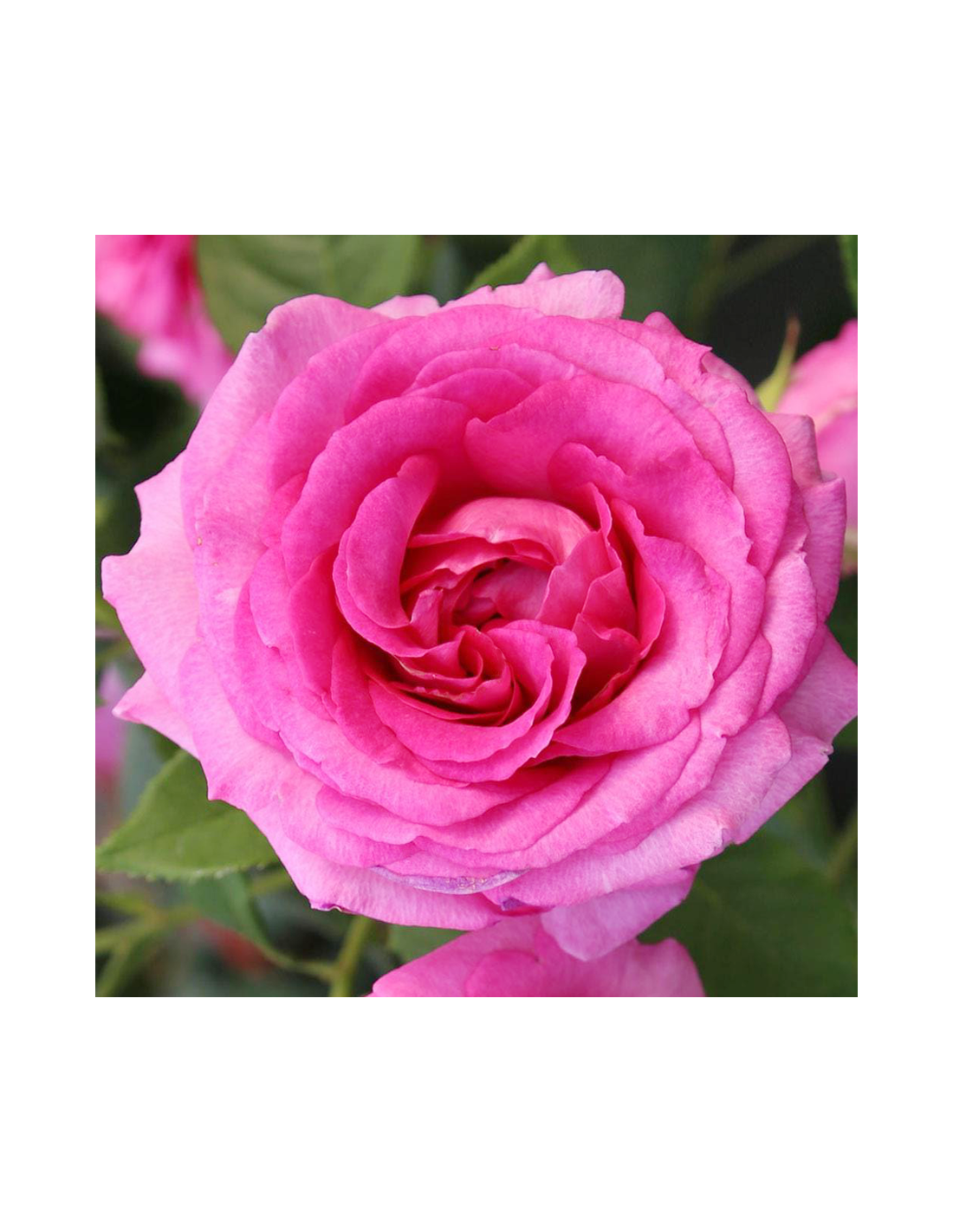 ROSA 'FRAULEIN MARIA' vaso 18 cm ROSA 'FRAULEIN MARIA' vaso 18 cm
