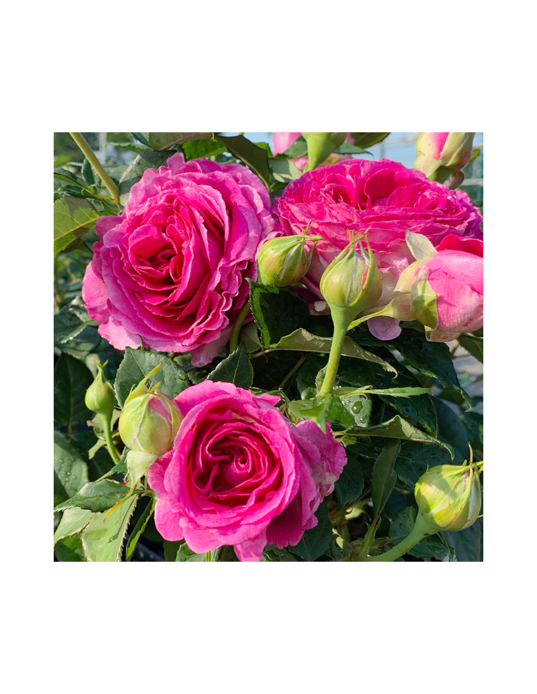ROSA 'FRAULEIN MARIA' vaso 18 cm ROSA 'FRAULEIN MARIA' vaso 18 cm